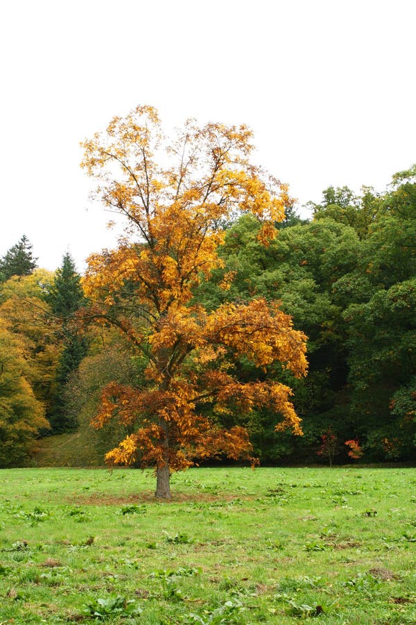 Autumn tree stock photo. Image of nature, meadow, autumn - 13333360