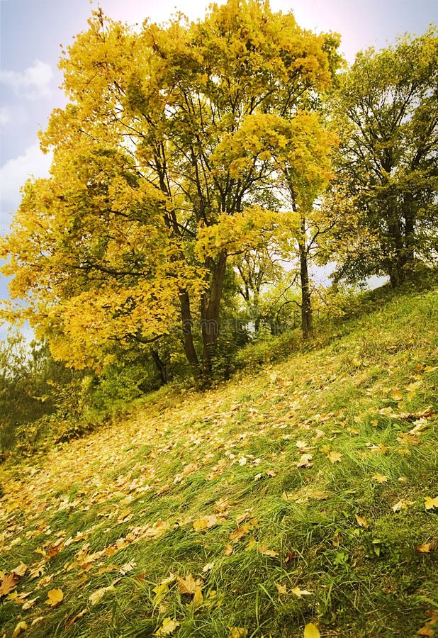 Autumn tree stock image. Image of conifer, light, climate - 1484555
