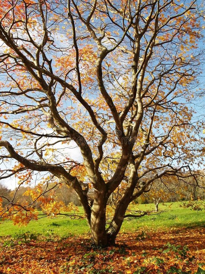 2,005,174 Autumn Tree Photos - Free & Royalty-Free Stock Photos from ...