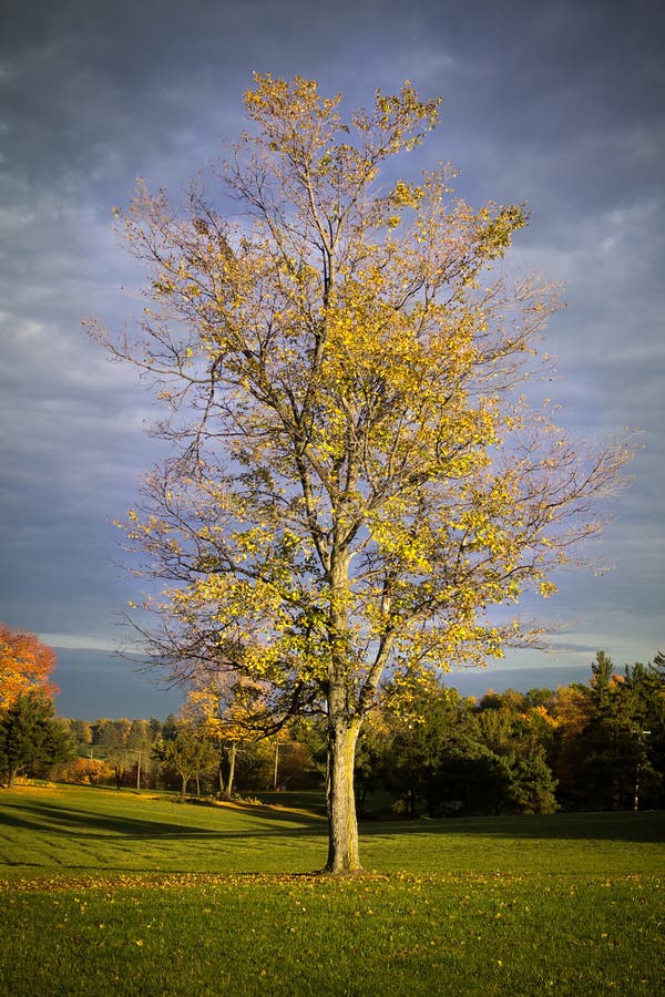 Nature autumn tree 01 stock photo. Image of view, environment - 305472