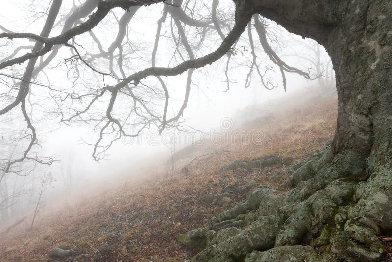 Scary Twisted Trees in Mysterious Haunted Forest with Fog Stock Image ...