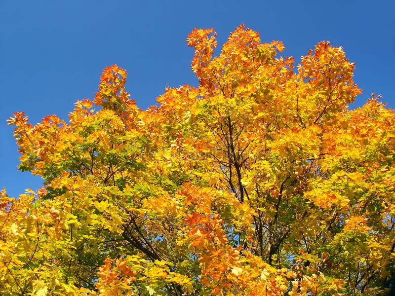 Treemaplefall stock photo. Image of rough, season, element - 6527472