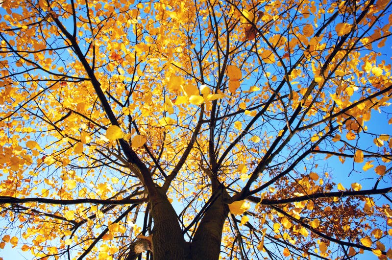 Autumn Tree stock image. Image of environment, design - 28472107