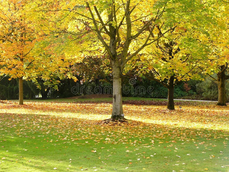 Autumn tree stock image. Image of landscape, artistic, light - 294207