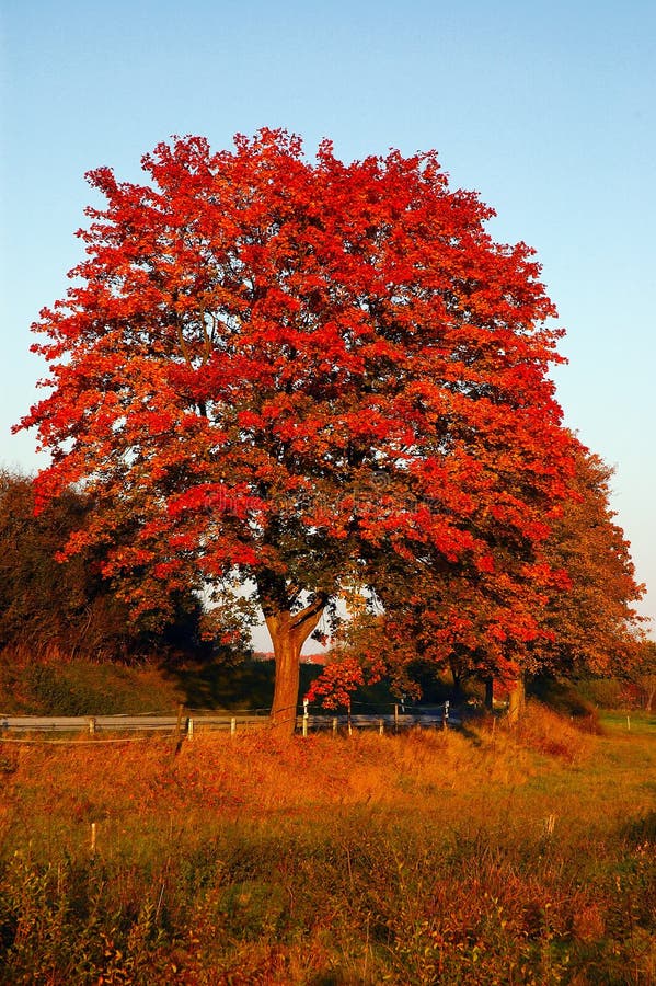 Autumn tree stock photo. Image of autumn, lane, countryside - 3171154
