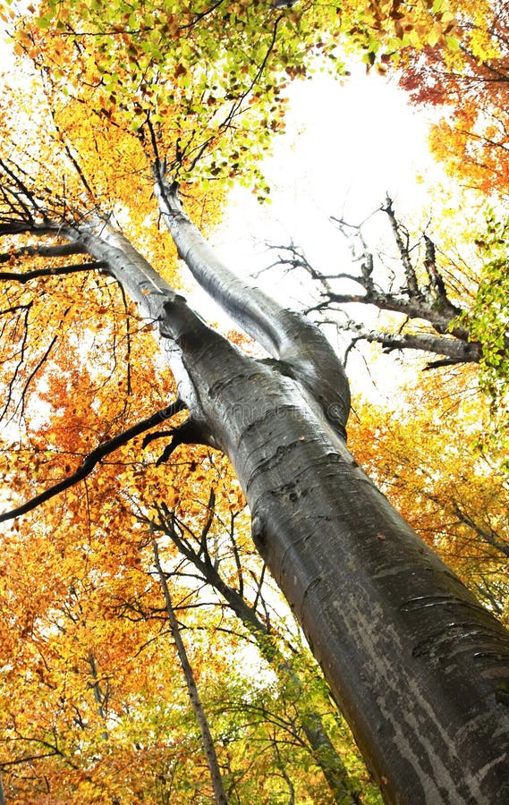 Autumn tree stock photo. Image of cheerful, tree, natural - 5349576