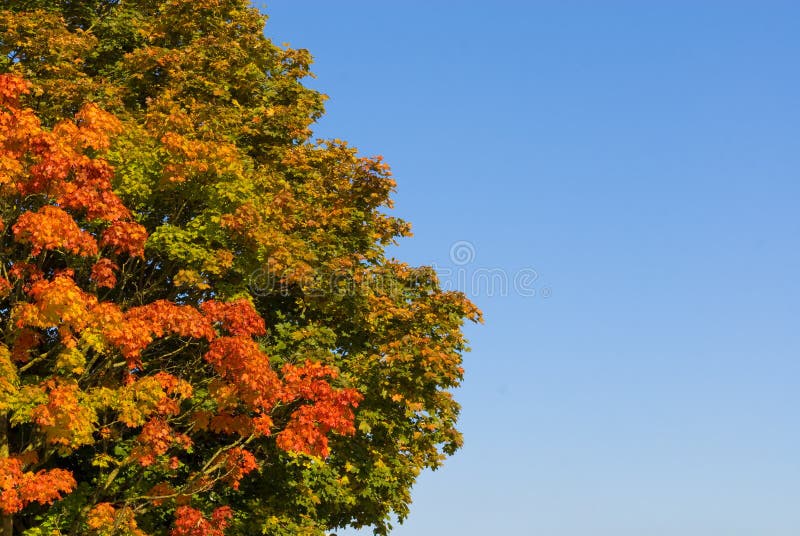 Autumn Tree stock image. Image of tree, golden, background - 6578347