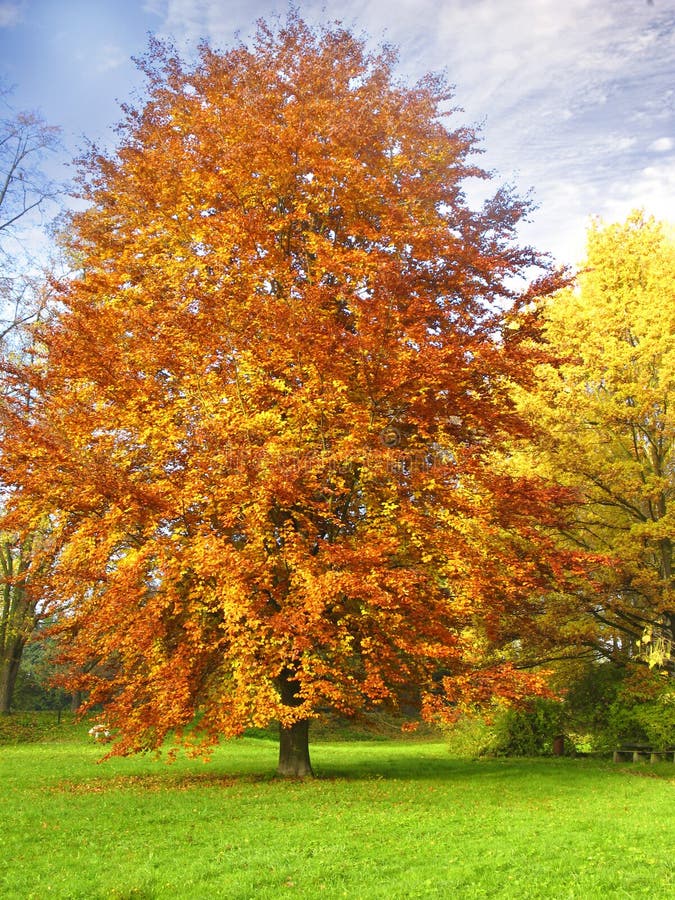 Autumn tree stock image. Image of alley, sunny, environment - 9542551