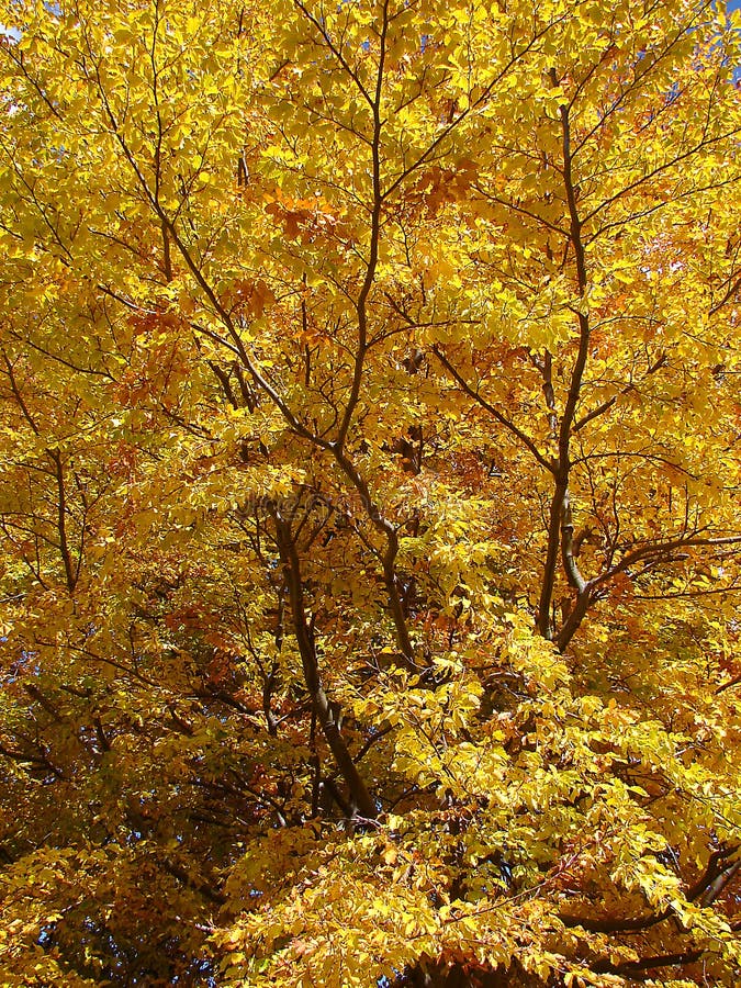 Autumn tree stock photo. Image of autumn, yellow, fall - 6960072
