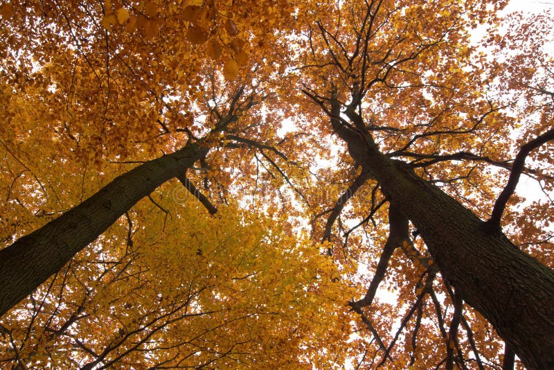 Autumn tree stock image. Image of wood, stem, country - 7147557