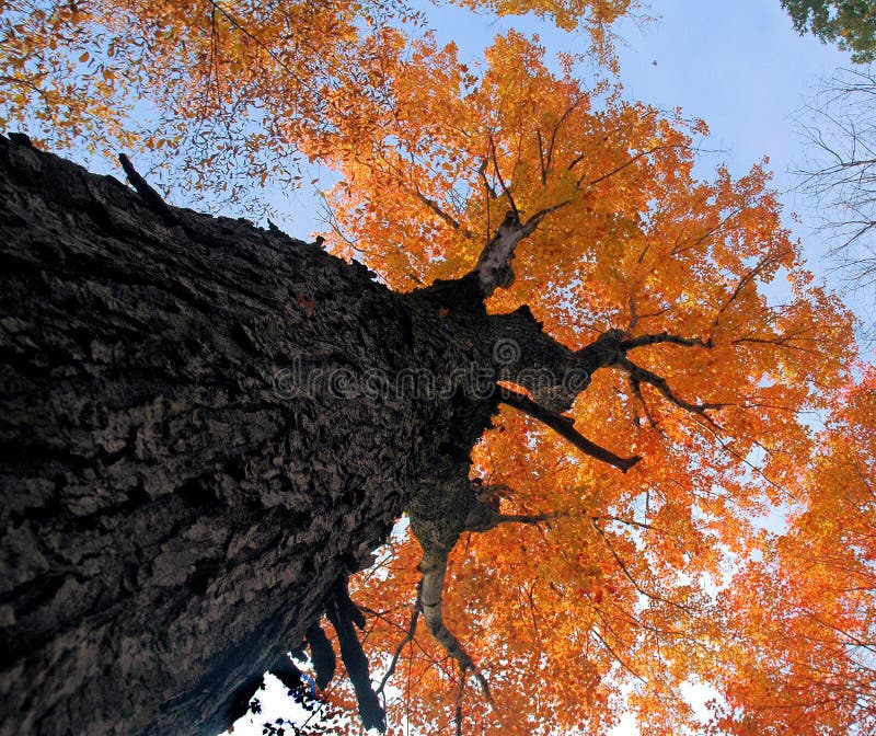 Autumn Tree stock photo. Image of huge, bright, yellow - 8113462