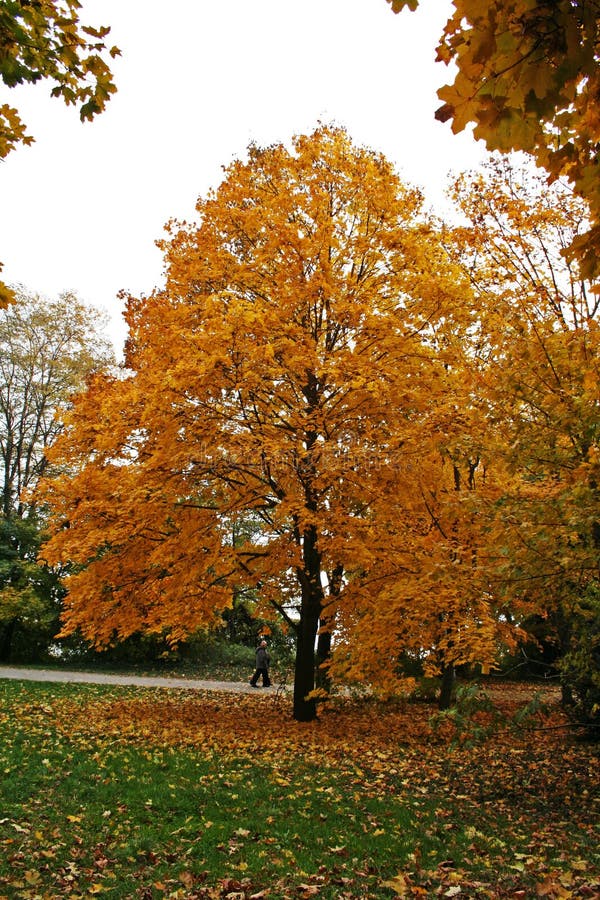 Autumn tree stock image. Image of color, flower, autumn - 975301