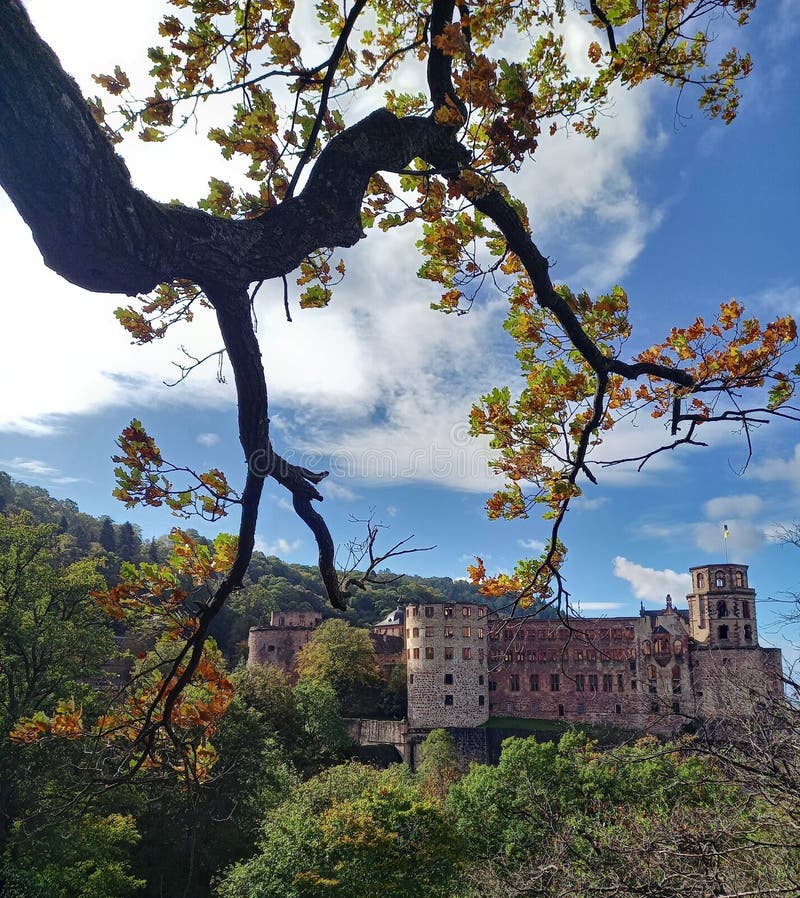 Autumn Tree Above Heidelberg Castle Stock Image - Image of autumn ...