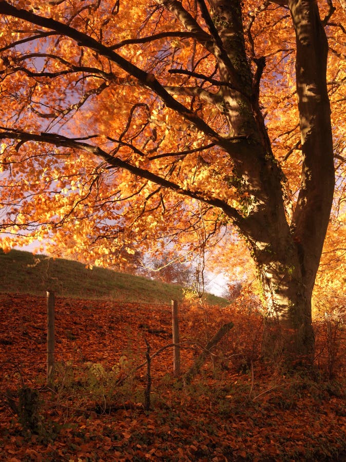 Autumn Tree Afire with Evening Color Stock Image - Image of tree, field ...