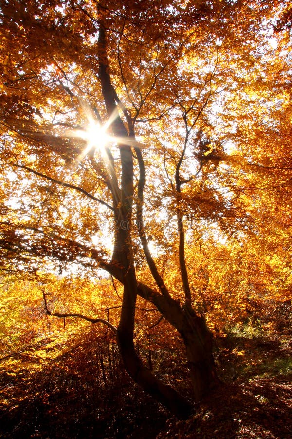 Autumn forest and sunset stock image. Image of shine - 13545627