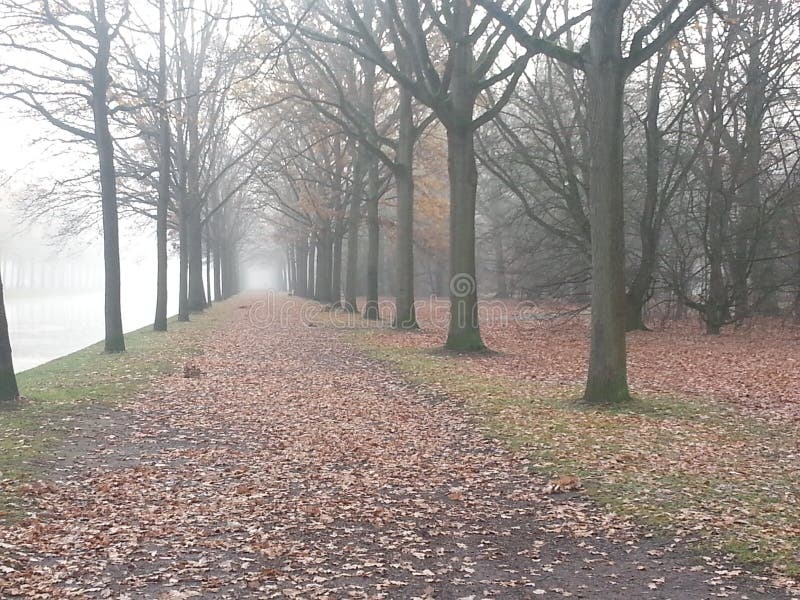 Autumn stock image. Image of foggy, aisle, nature, autumn - 138589237