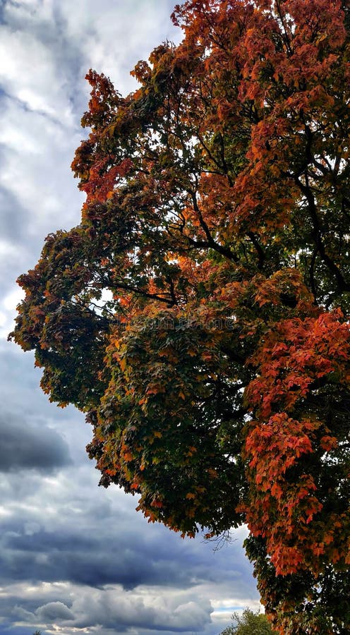 Autumn Tree on the Background of a Cloudy Sky. Beautiful Multi-colored ...