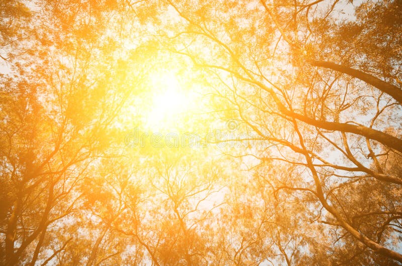 Autumn tree background stock image. Image of colorful - 37040555