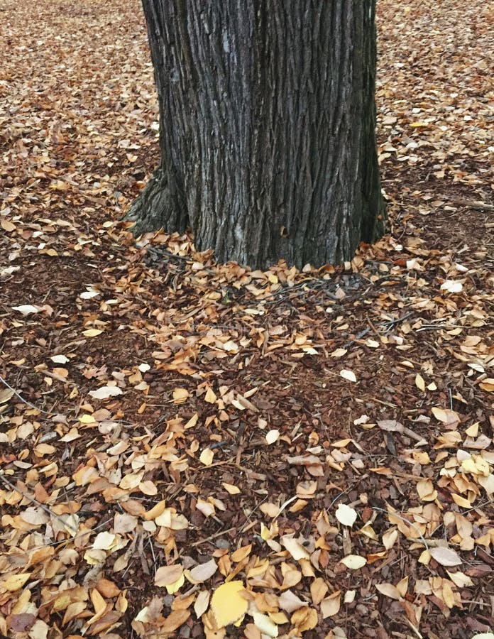 Autumn Tree bark stock image. Image of tree, nature, brown - 96361767