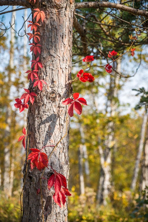 Autumn tree bark stock image. Image of sunlight, chestnut - 22398205