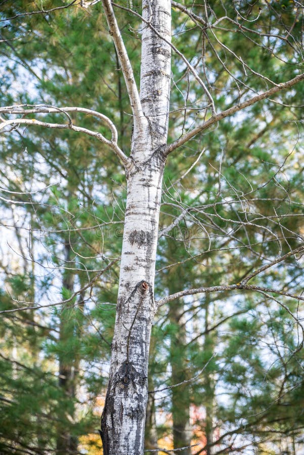 Autumn tree bark stock photo. Image of season, nature - 34706196