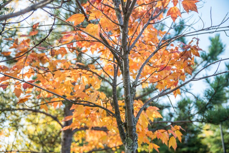 Autumn tree bark stock image. Image of orange, park, blue - 34706199