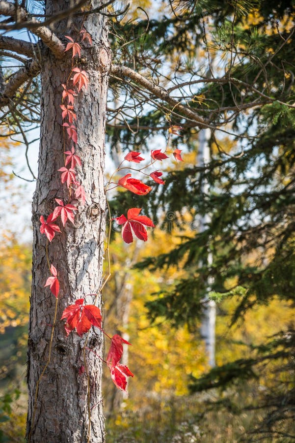 Autumn tree bark stock photo. Image of public, blue, high - 34706226