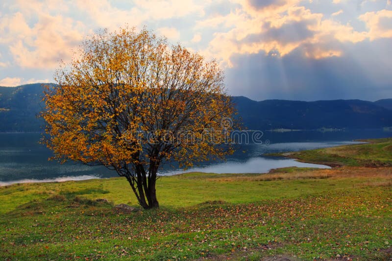 Single autumn tree stock photo. Image of grow, nature - 11531620