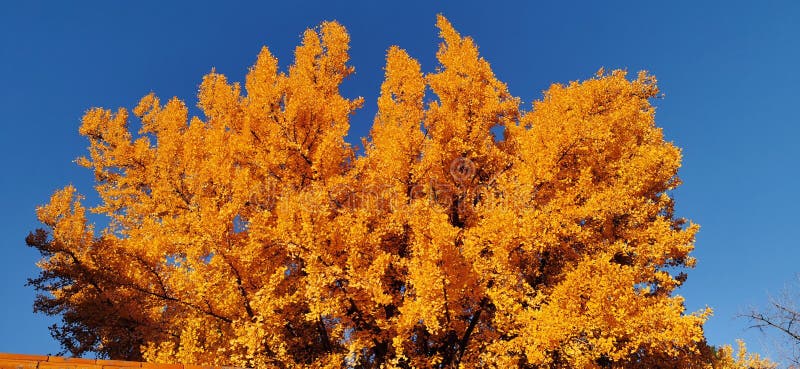 Autumn tree in beijing stock image. Image of tree, leaf - 352574143