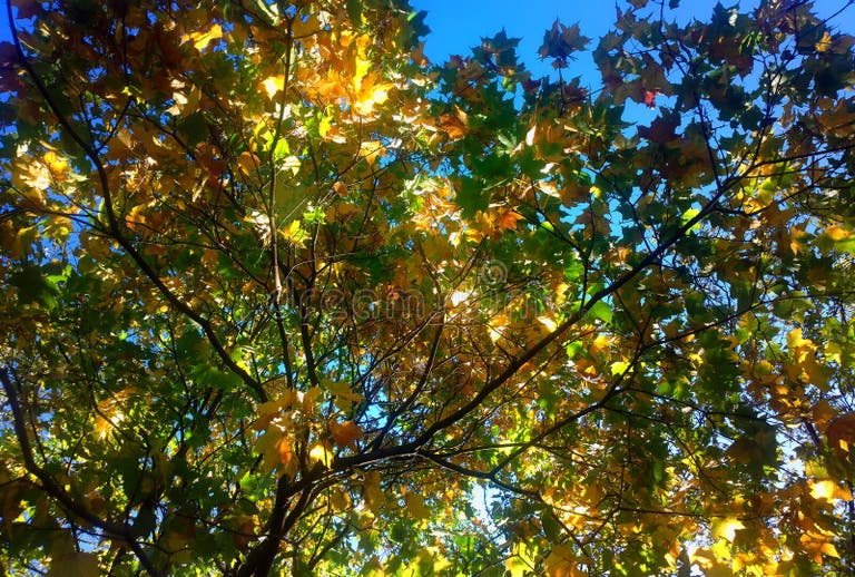 Autumn Tree from Below Light Leak Background Stock Photo - Image of ...