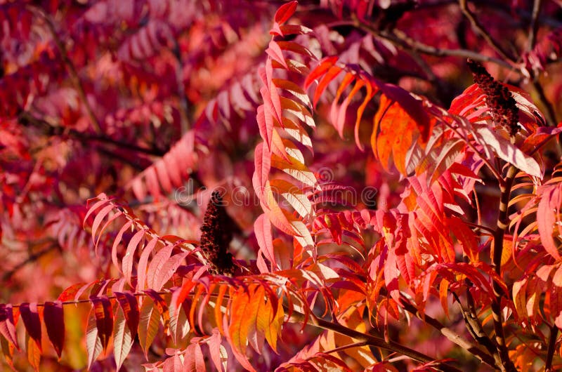Autumn Tree with Big Bright Red Leaves. Stock Image - Image of maple ...