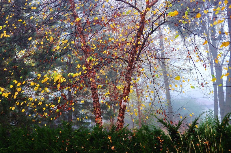 Autumn tree. stock image. Image of gardening, misty - 101304931