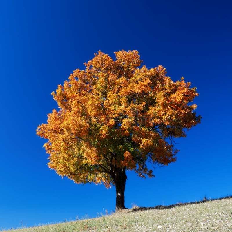 Autumn tree and blue sky stock photo. Image of calm, bright - 10465130