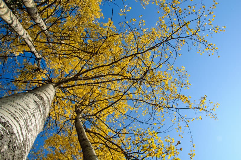 Autumn tree on blue sky. stock photo. Image of decoration - 21686500