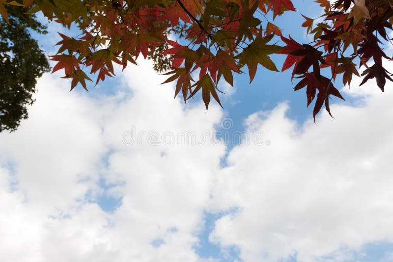Autumn Tree with Blue Sky Tunnel Stock Photo - Image of beauty, light ...