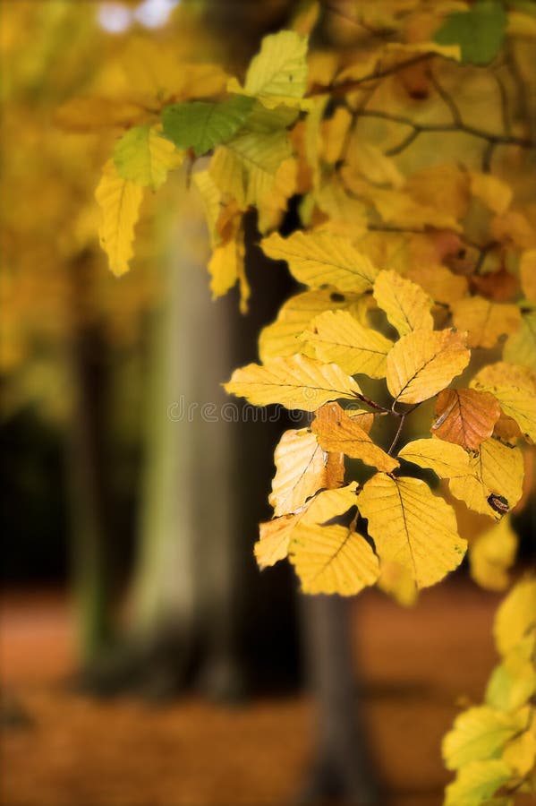 Autumn tree branch stock image. Image of forest, scenery - 3086385