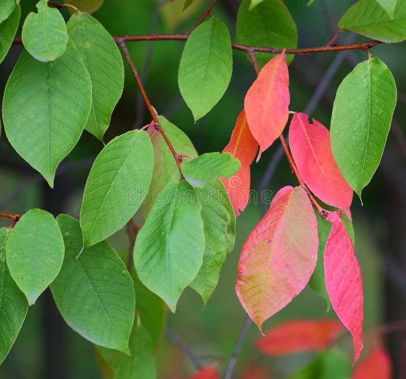 Autumn Tree Branch with Green and Red Leaves Stock Photo - Image of ...