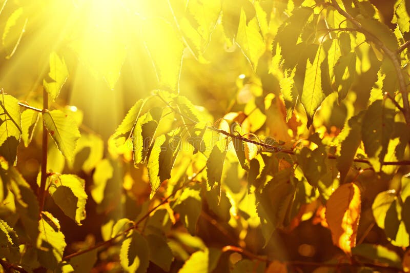 Autumn tree branch stock image. Image of leaves, growth - 35794847