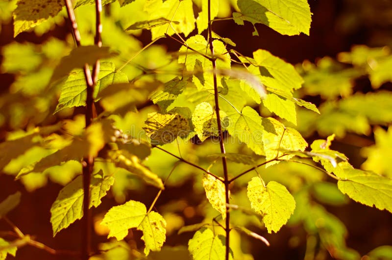 Autumn tree branch stock image. Image of plant, natural - 35574589