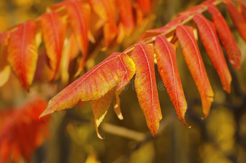 Autumn tree branch stock image. Image of nature, brown - 59425589