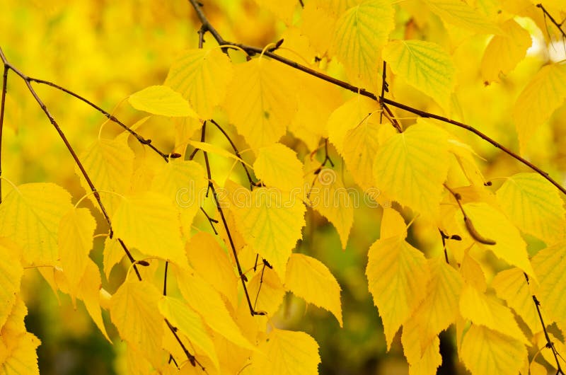 Autumn tree branch stock photo. Image of outdoor, beautiful - 41623446