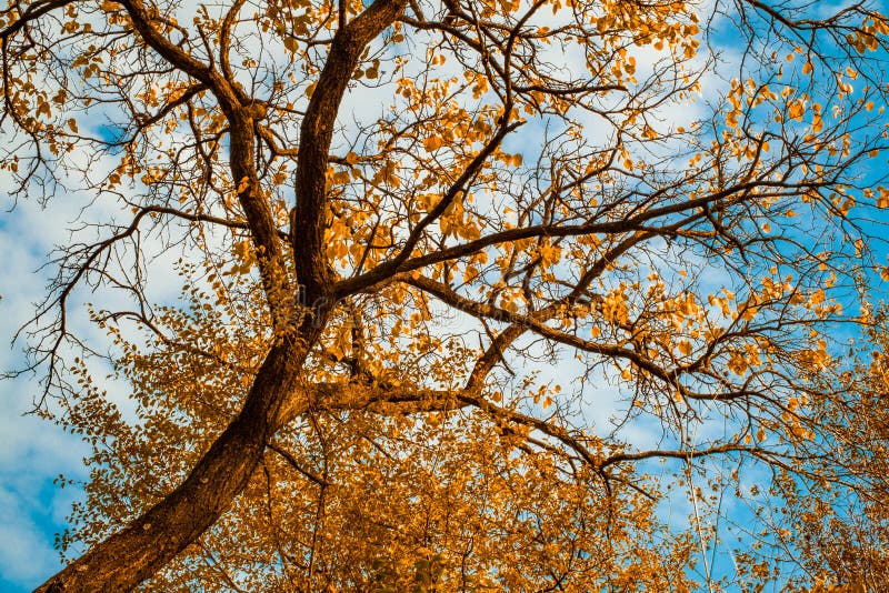 Autumn tree branches stock photo. Image of fall, bright - 83468916