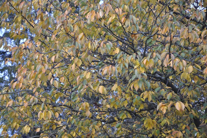 Autumn tree branches stock image. Image of colorful - 102772599