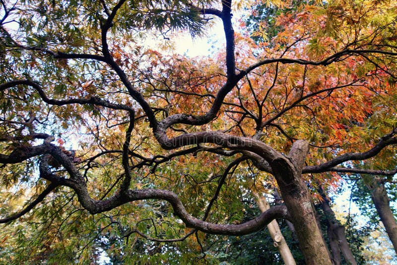 Autumn tree with branches stock photo. Image of landscape - 79690634