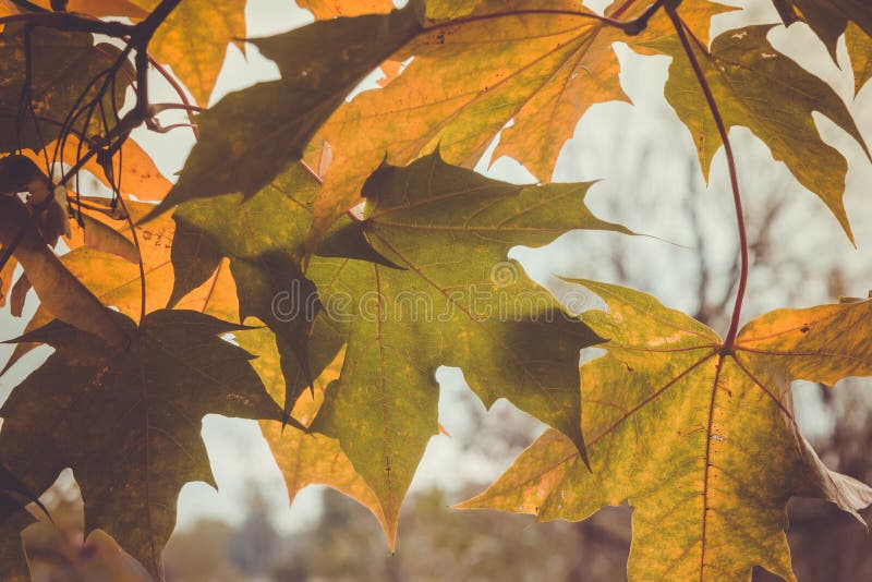 Autumn Tree Branches stock image. Image of golden, environment - 61939779