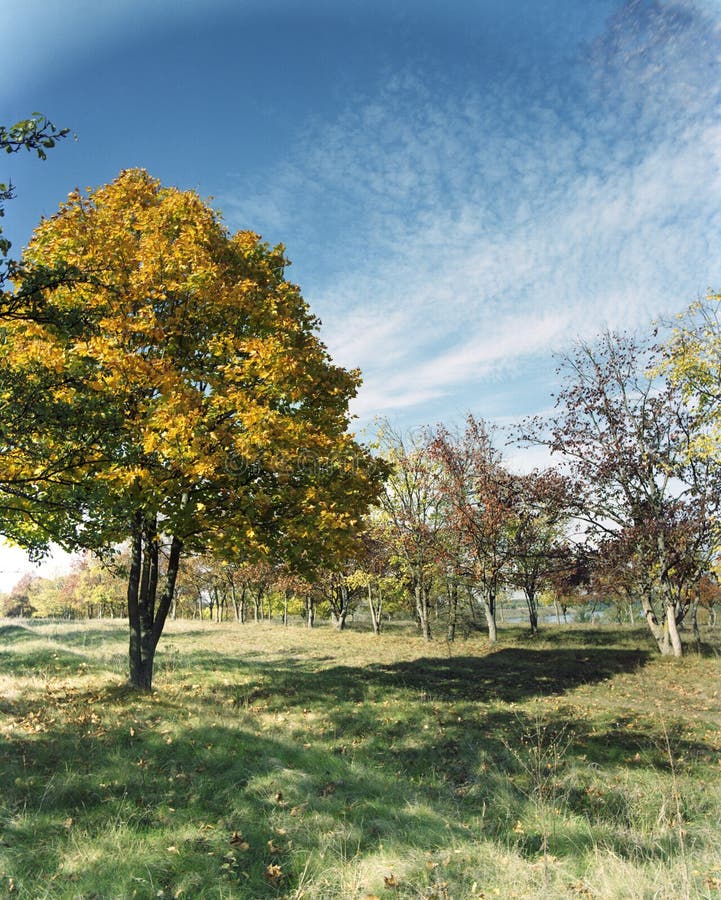 Autumn tree stock photo. Image of autumn, film, light - 30462322