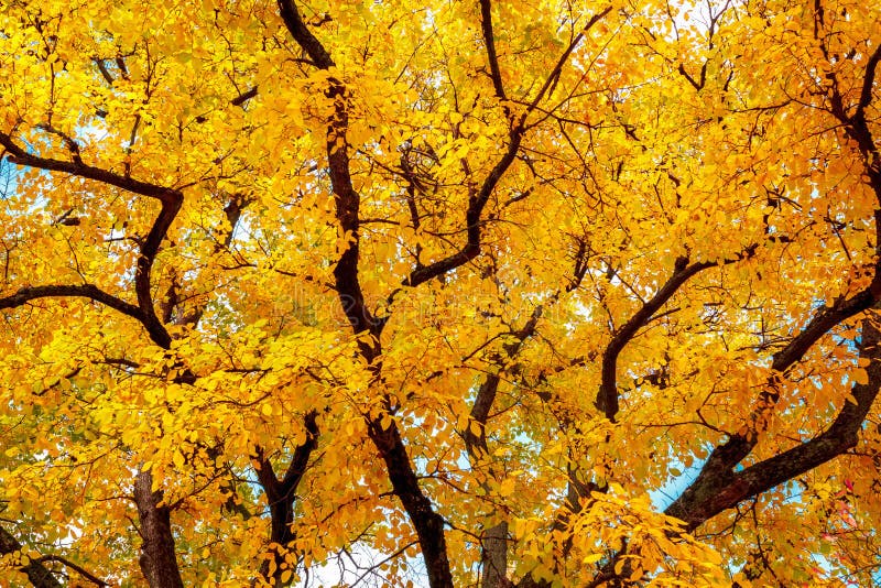 Autumn Tree with Bright Yellow Leaves. Stock Image - Image of calendar ...