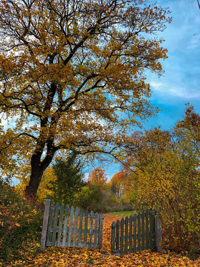 Autumn Tree and Broken Gate Stock Photo - Image of tree, scenery: 253161324
