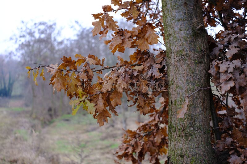 Autumn Tree with Brown Leaves Stock Photo - Image of fall, park: 265336162