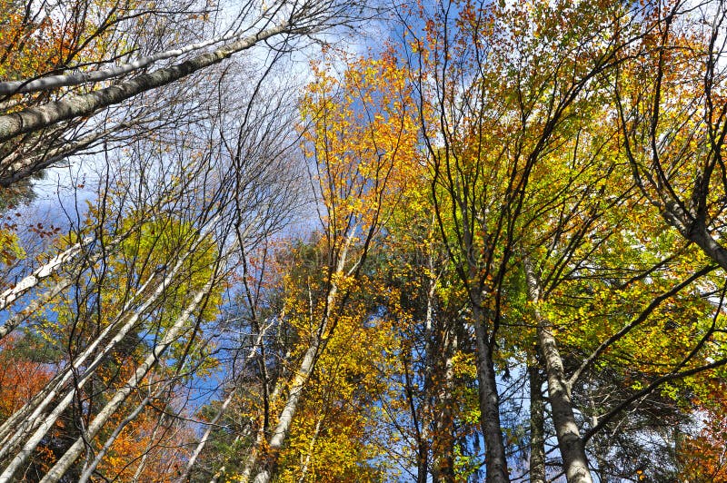Autumn Tree Canopy in the Forest Stock Image - Image of blue, colorful ...